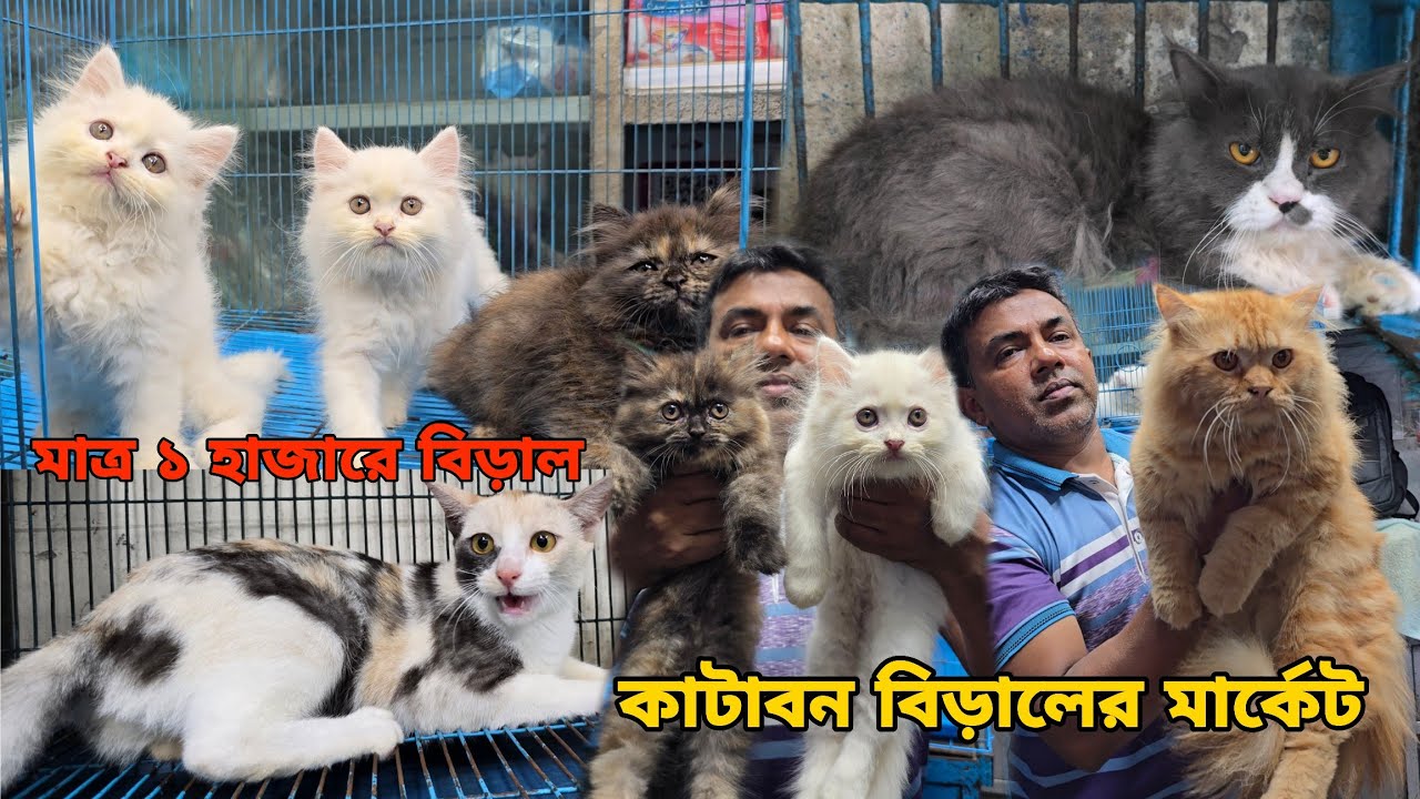 কাটাবন বিড়ালের দাম_Katabon Animal Pet Market_Mixed breed cat,Persian ...
