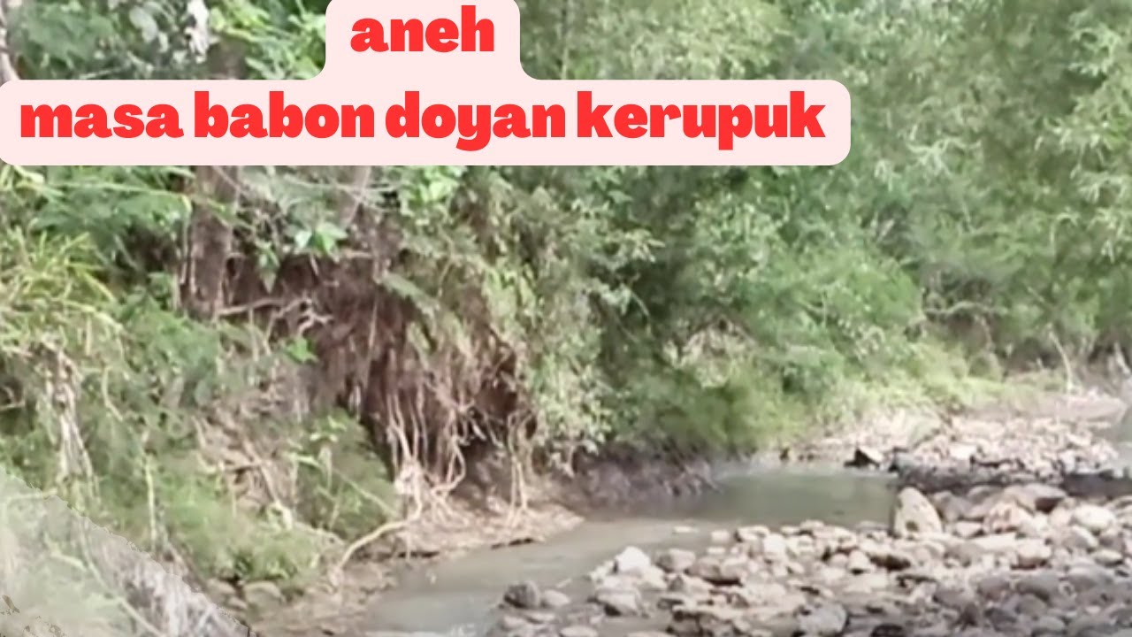 Huaahhh ! mancing bawah bambu lapuk - YouTube
