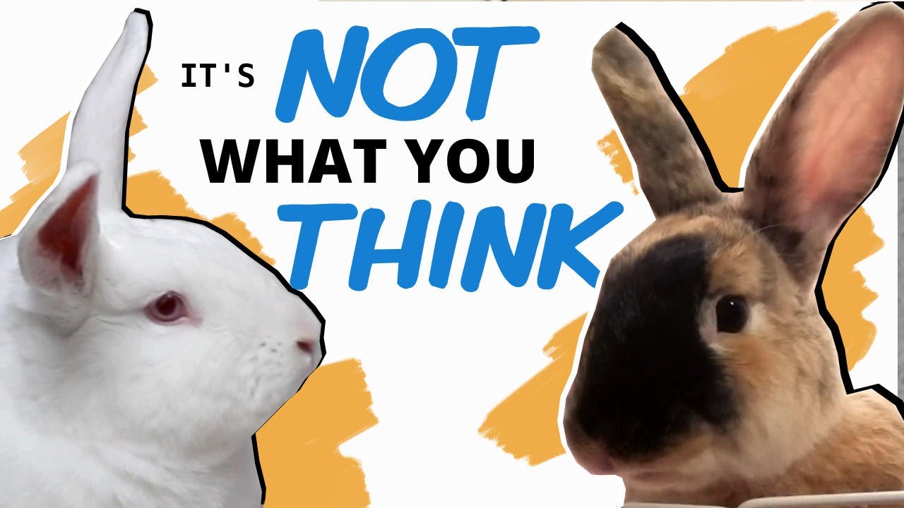 Why Are Rabbit Ears So Long YouTube Why Are Rabbit Ears So Long YouTube