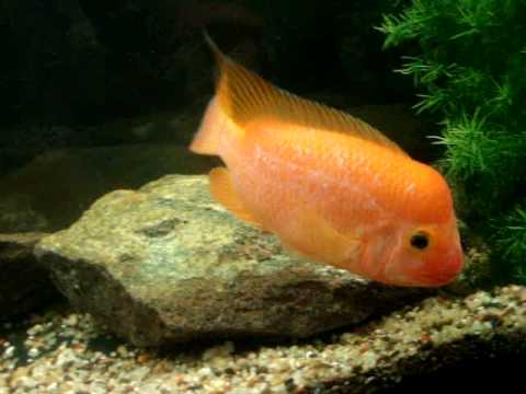 breeding pair of red devil - YouTube