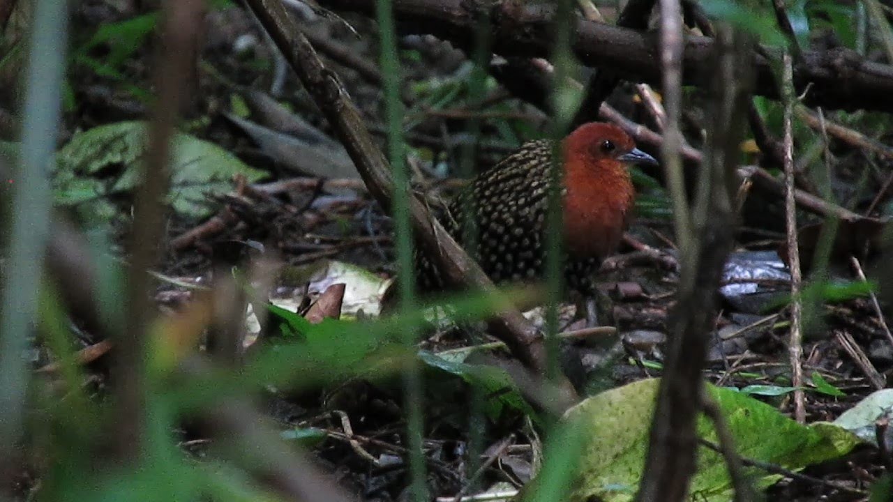 Buff-spotted flufftail, St Lucia. - YouTube