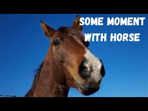 Some Moment With Horse | Cute and Funny Horse Video