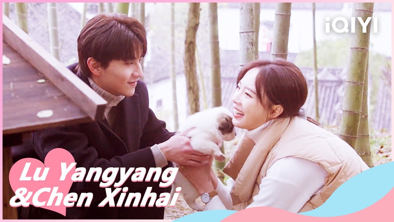 🎇Si Qing and Jing Chen Play With Puppies | Falling Before Fireworks EP14 | iQIYI Romance - YouTube