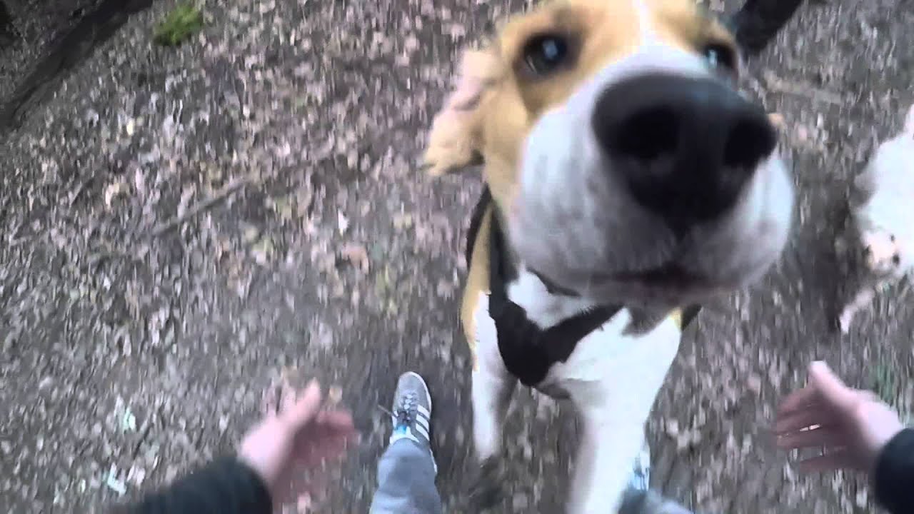 A Beagle & Cockapoo's Woodland Adventure! - YouTube