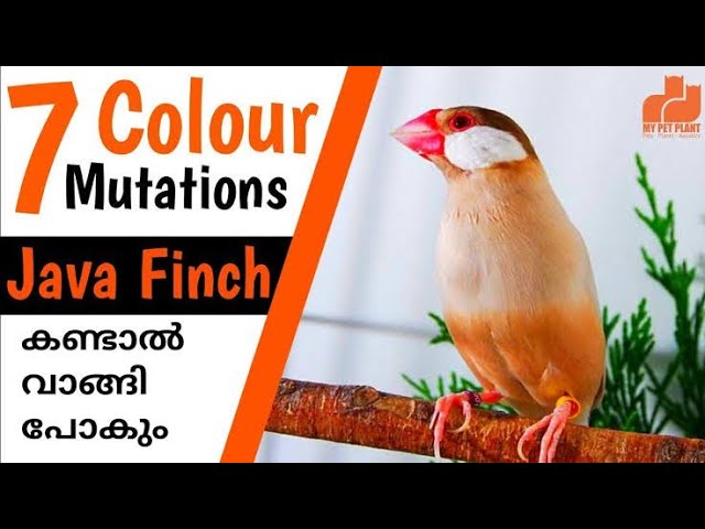 Top 10 Java Finch Varieties Java Finch Mutations Types Of Java Rice ... Top 10 Java Finch Varieties Java Finch Mutations Types Of Java Rice ...