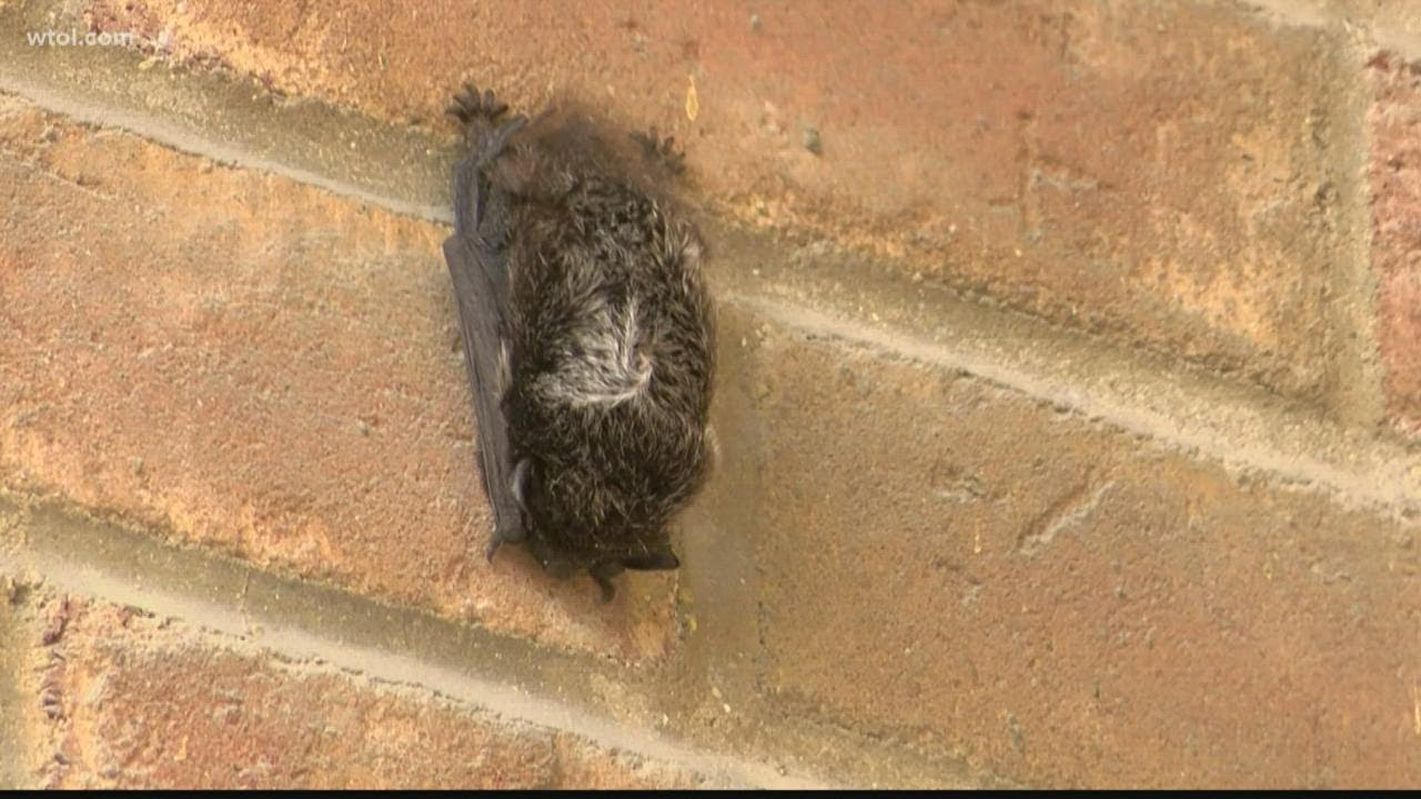 Nature's Nursery rescued a confused bat Friday from outside WTOL 11 ...