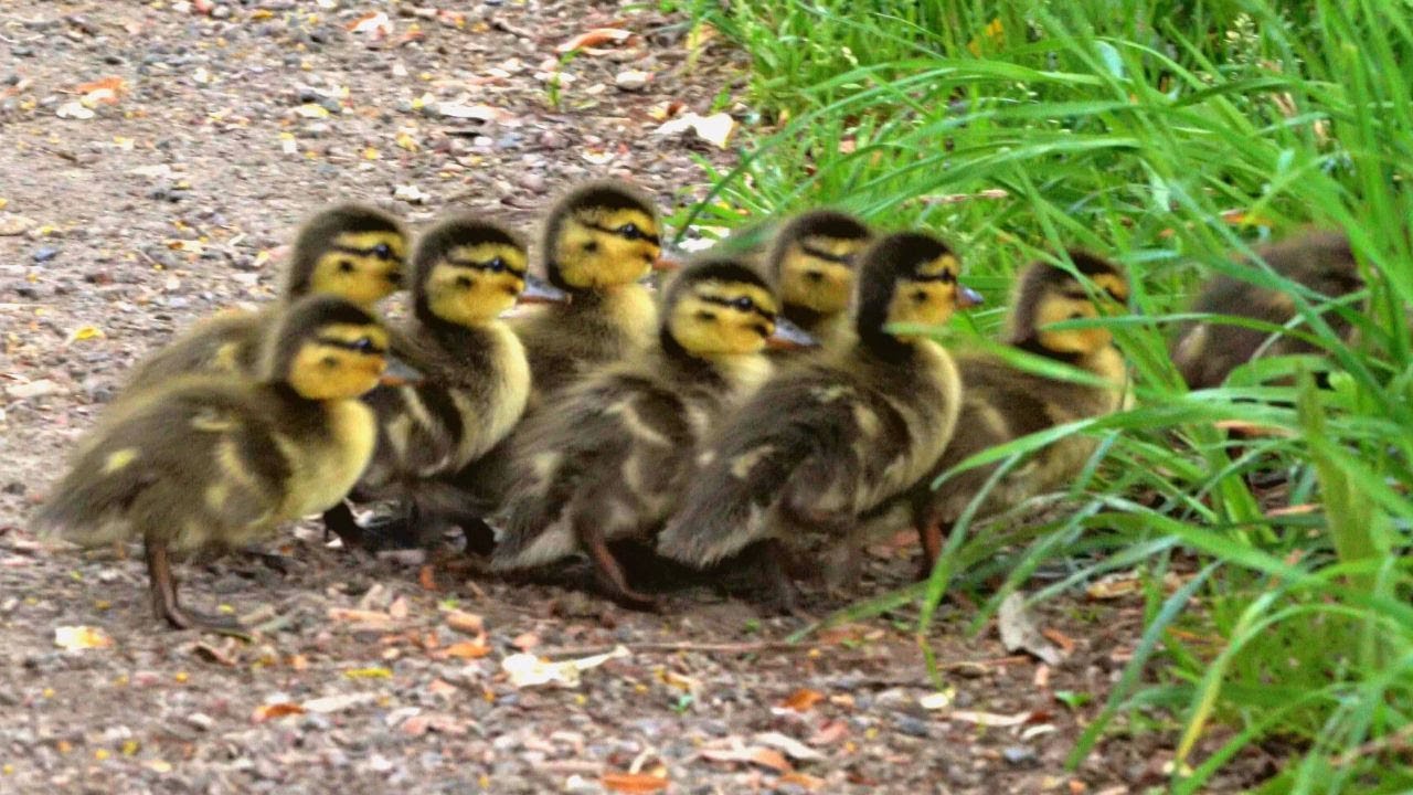 I Crossed Paths with Mallard Duck Hen and Ten Ducklings [4K] - YouTube