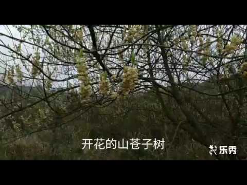 litsea cubaba  yongzhou samshiang planting base