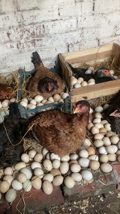 9 Assel hen and 1 geese duck harvesting eggs to chicks - YouTube
