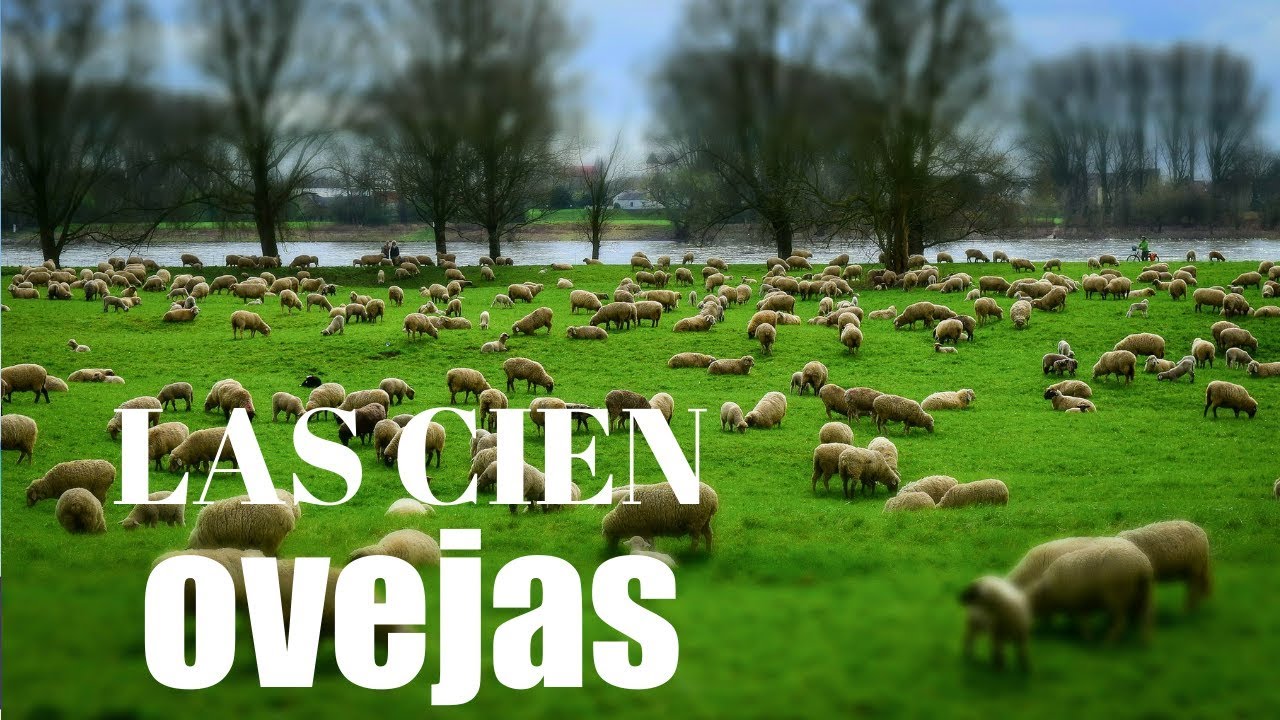 Eran cien ovejas - La oveja perdida. - YouTube