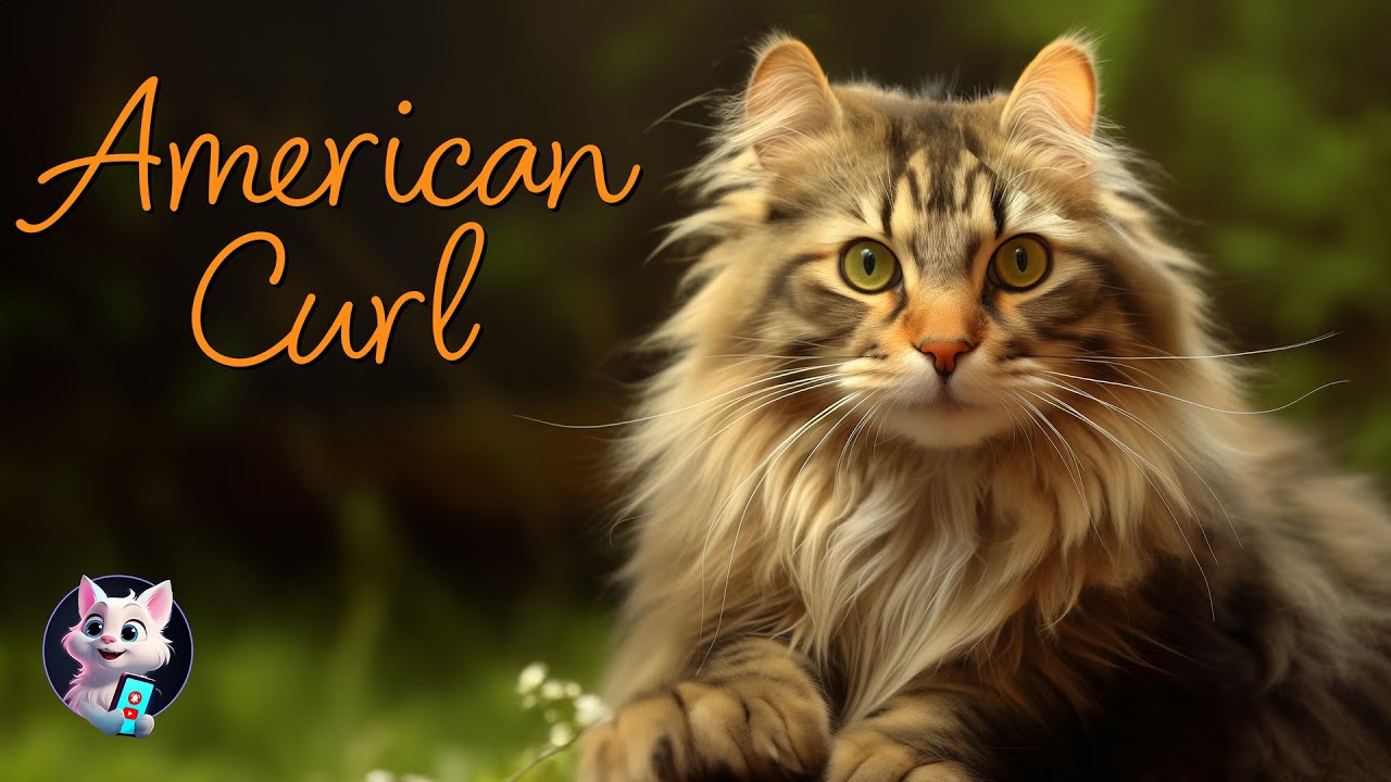 American Curl: The Cat Breed with Unique Curled Ears - YouTube
