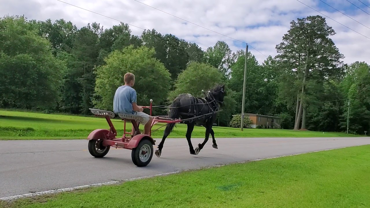 Friesian morgan cross driving - YouTube