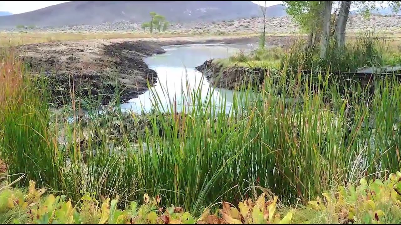 Muddy River Headwaters Home of the Moapa Dace - YouTube