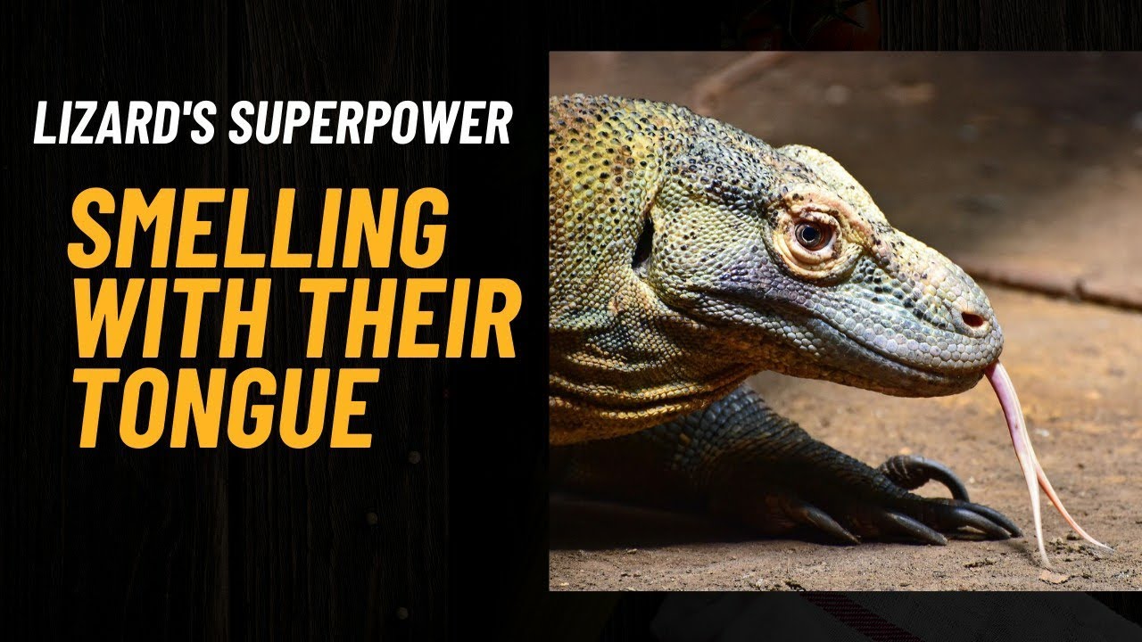 Lizard's Secret Superpower: Smelling with Their Tongue! #facts - YouTube