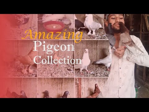 Best Pigeons Collection In MY Farm || khubsurat kabootar Collection Ka ...