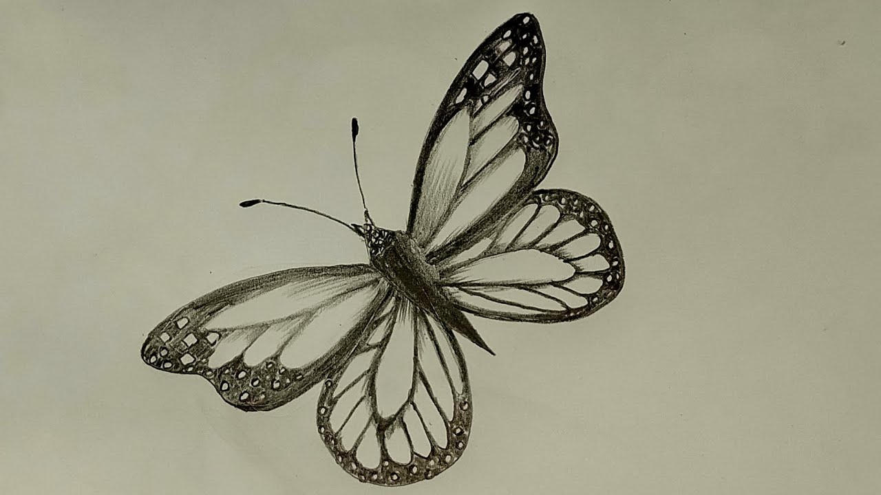 How to draw a Butterfly step by step with pencil sketch for beginners ...