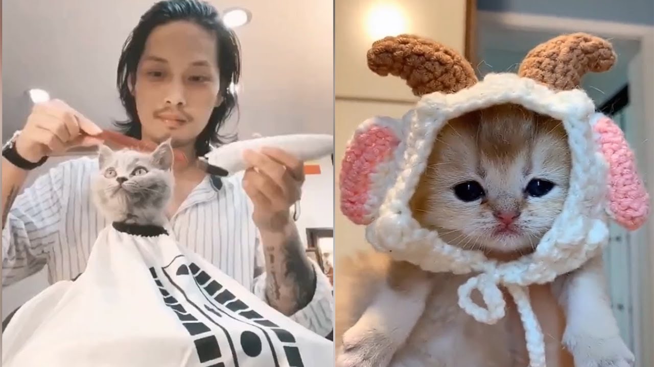 cat haircut meme funny cat compilation of 2021 ( cute cats )🐈😽cat ...