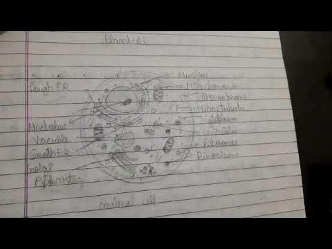 how to draw animal cell the easy way #biology #animalcell - YouTube