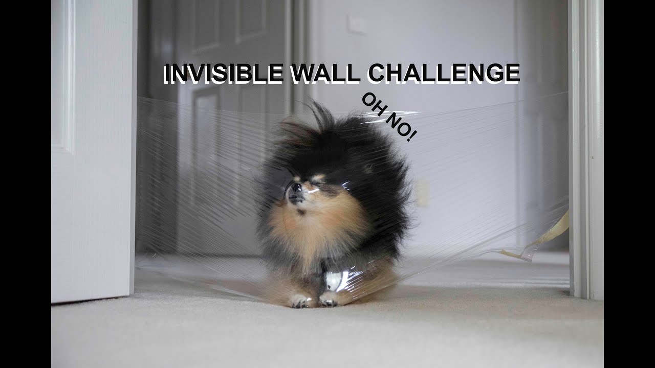 My Dog Reacts To The Invisible Wall Challenge! - YouTube