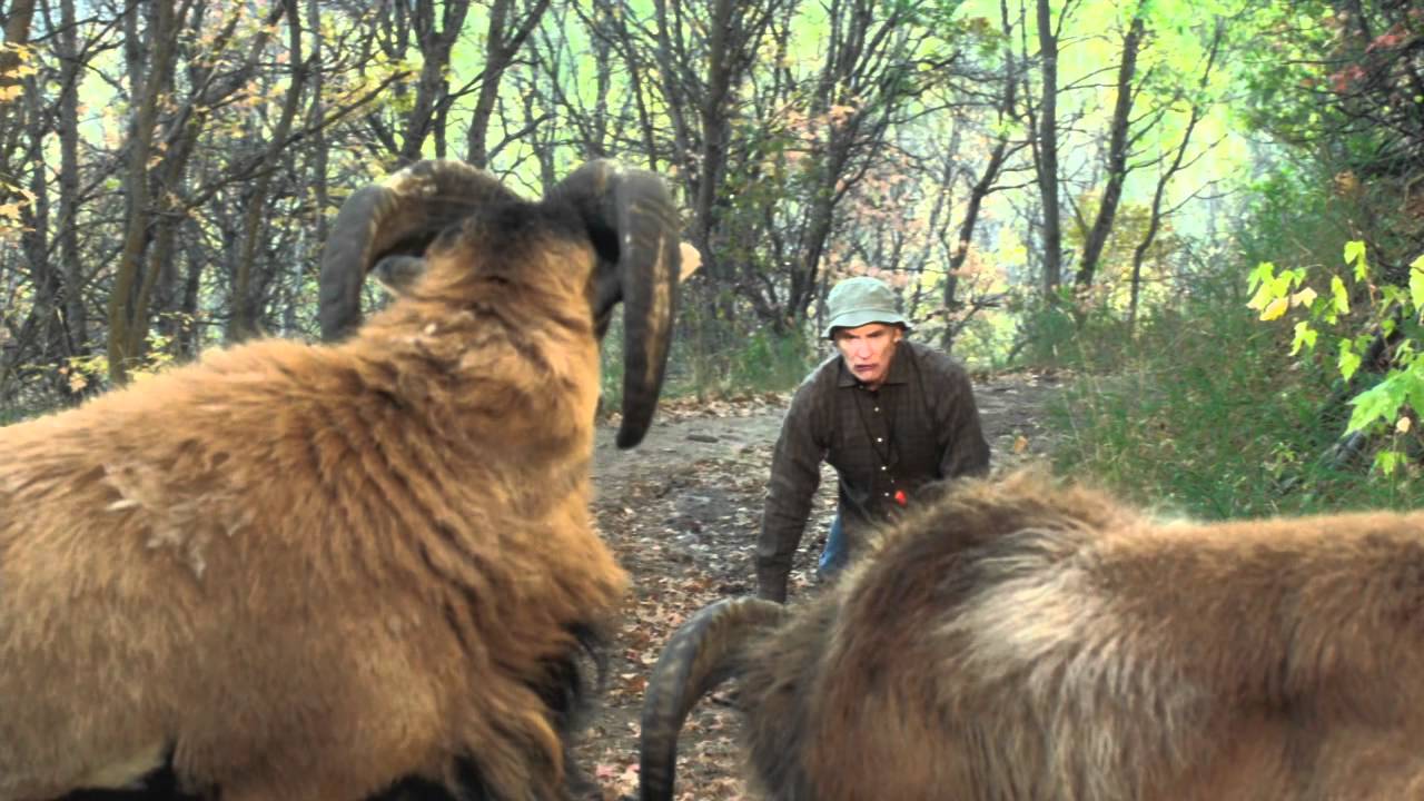 Darling Companion Official Movie Trailer [HD] - YouTube