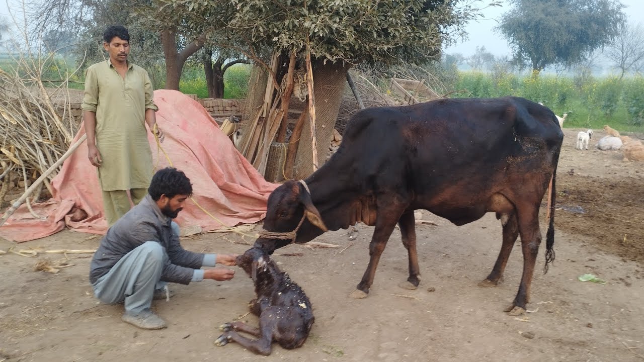 Difficult delivery in crossbred cow | Difficult birth in cross bred cow ...
