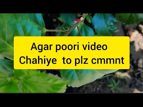 Agar newla ghar k bahar dikhai de #viral #youtube #trending #newla #upay #dhankuber #viralvideoyoutu