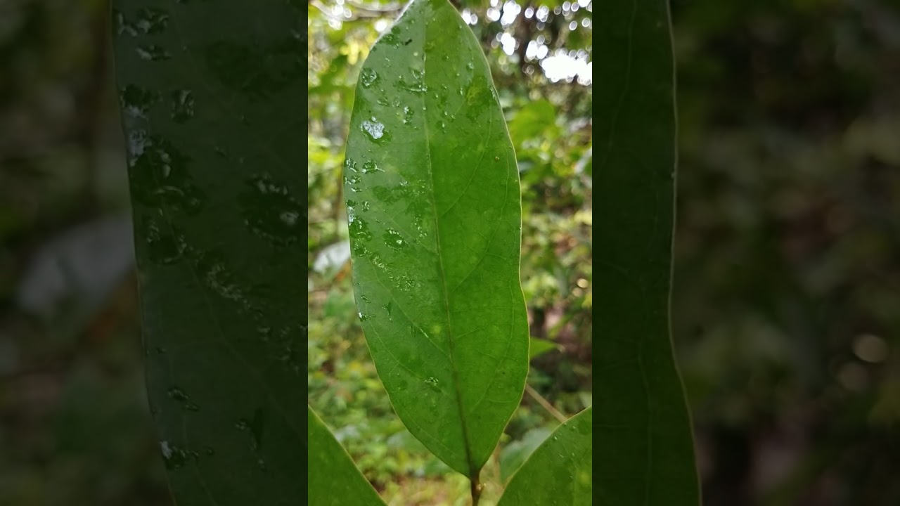 CEMPERAI (Champereia griffihii / Champeria manillana) - YouTube