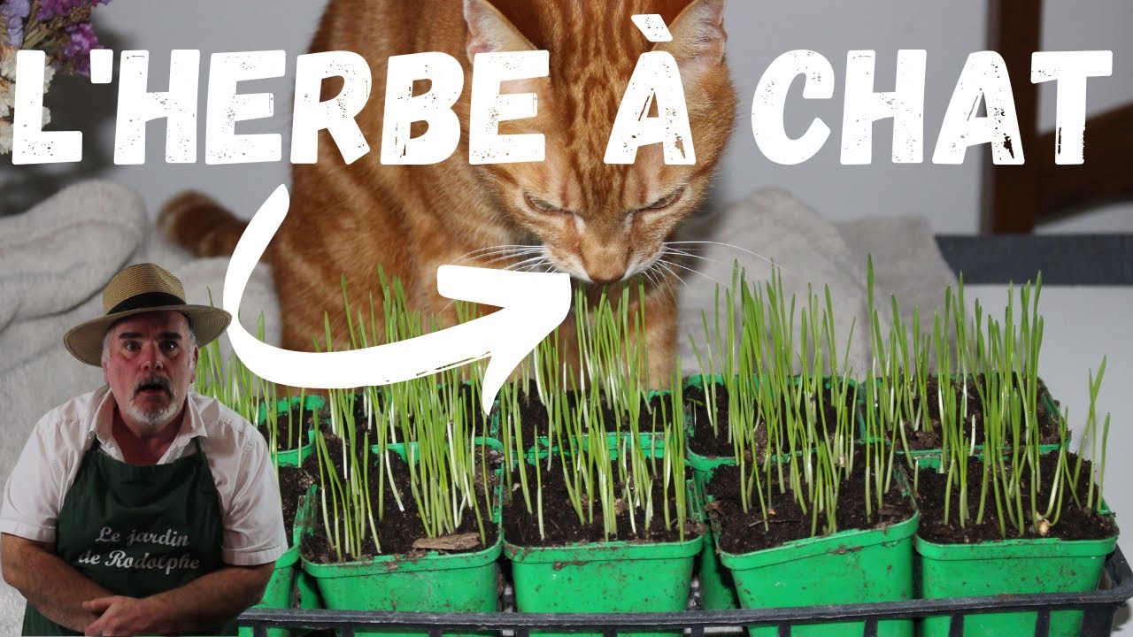 Comment faire pousser facilement de l'herbe à chat ? - YouTube