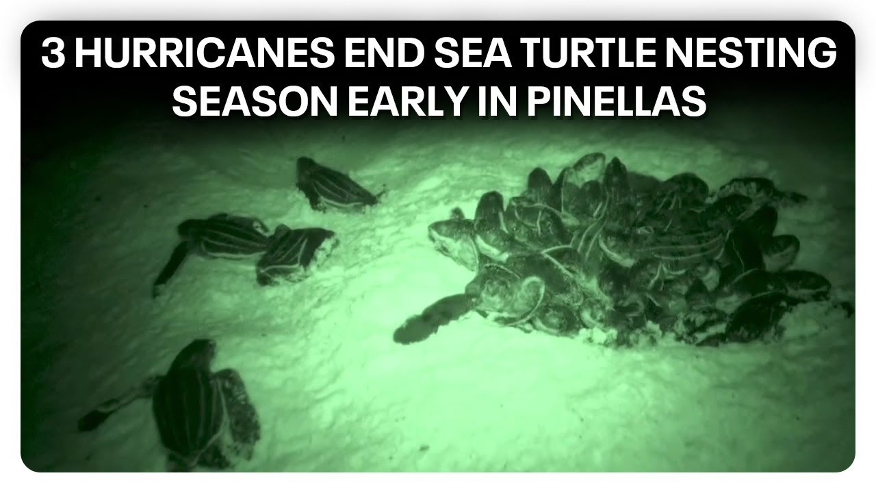 Hurricanes bring end to Pinellas' sea turtle nesting season - YouTube