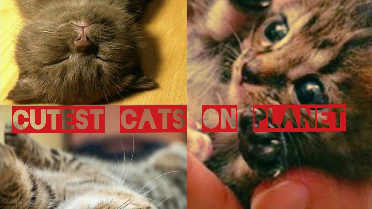 Cutest cats.meowing and talking. Cats compilation . Cute/lovely. - YouTube