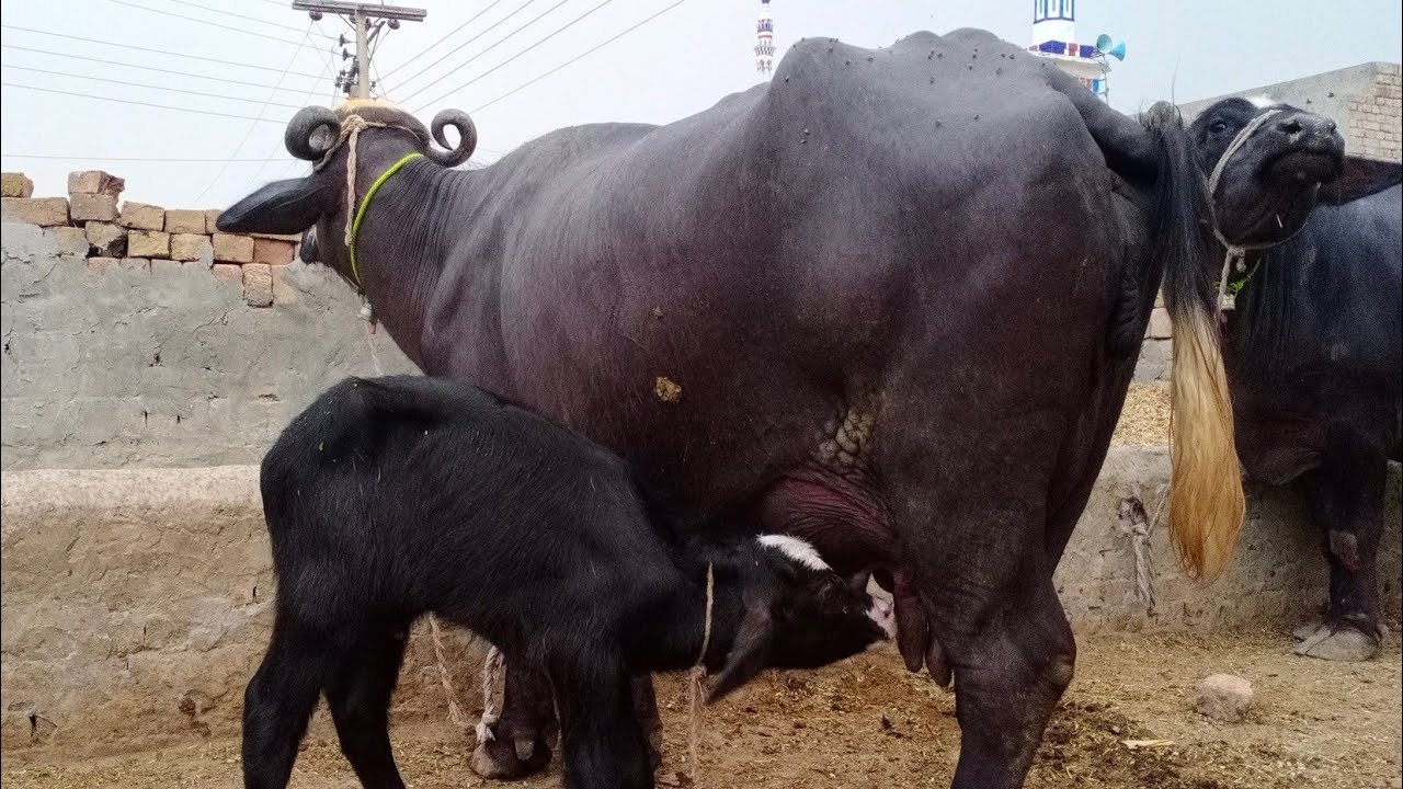 Beautiful Neeli Ravi Buffalo for Sale in Pakistan on YouTube 7, 2024 ...