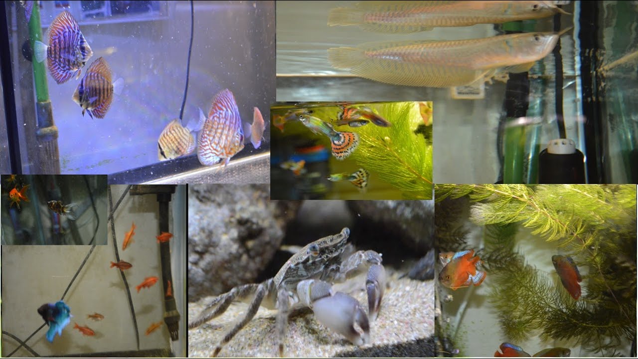 ΑΝΑΛΥΤΙΚΗ ΠΑΡΟΥΣΙΑΣΗ ΤΟΥ FISH ROOM ΜΟΥ ΧΩΡΙΣ ΜΟΝΤΑΖ!!! (7 ΕΝΥΔΡΕΙΑ ...