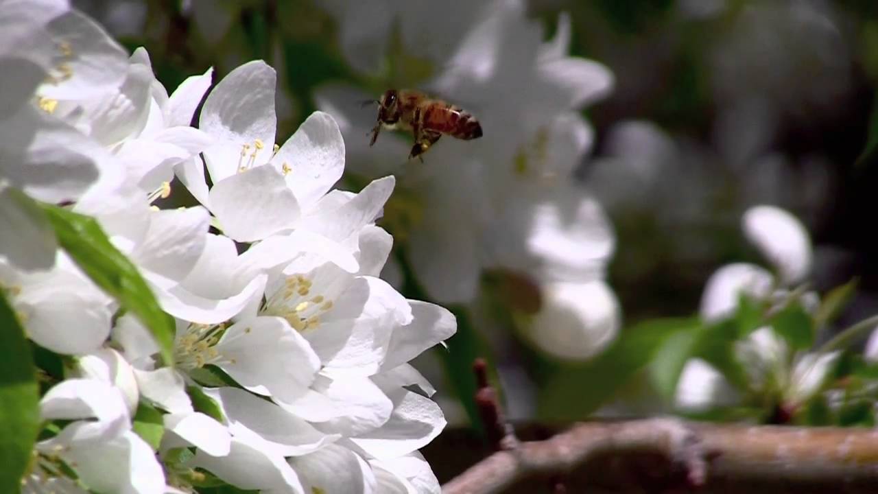 Canon Vixia HF S20 HD Camcorder - Test Footage - YouTube