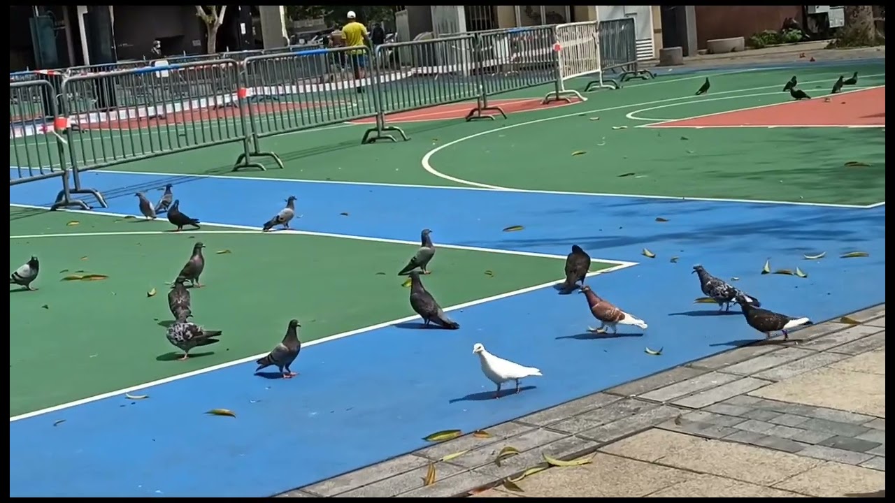 Nonstop Chasing Pigeons - YouTube