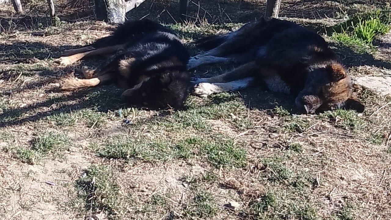 Wolves Attacks A Dog #### animal fight ## Dog fight # - YouTube