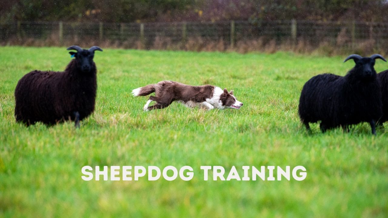 Gathering Hebridean Sheep - Sheepdog Training - YouTube