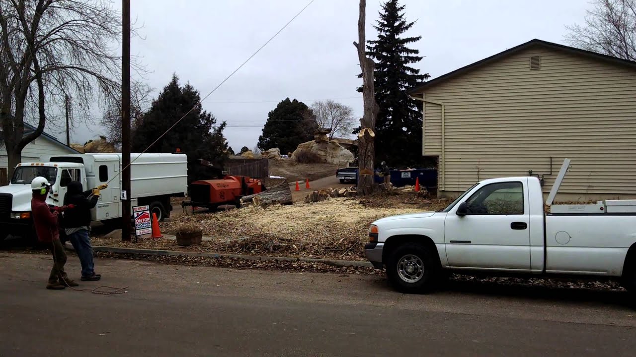 Last of 80 foot cottonwood tree - YouTube