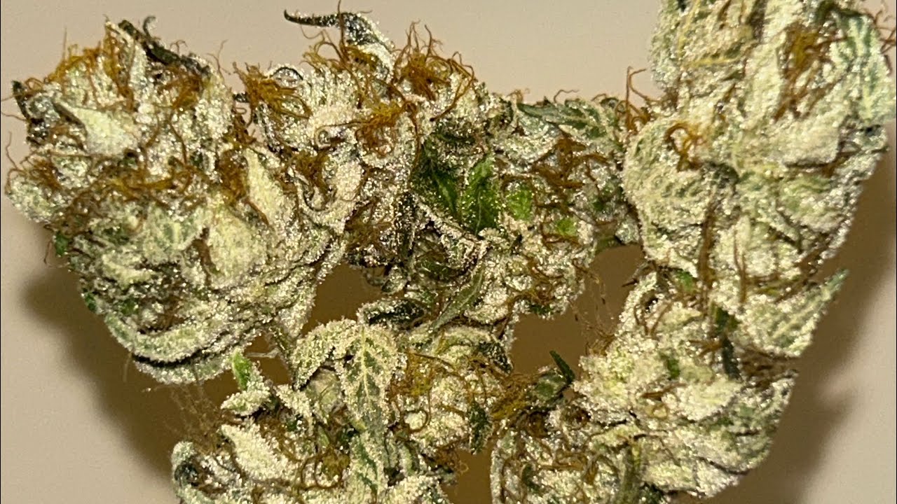 Strain Appreciation: Ohio OG x Rocket Propellant by ThaTester - YouTube