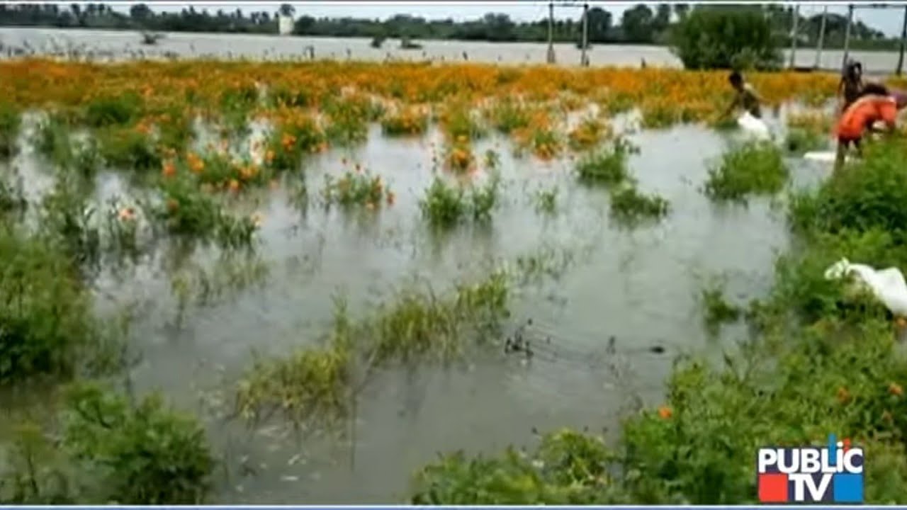 Heavy Rain In Bellary; Farm Fields Flooded - YouTube
