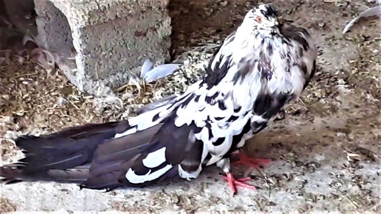 OLD GERMAN CROPPER GIANT PIGEONS IN THE BACKYARD-Thlemaxos Pol_Farma ...