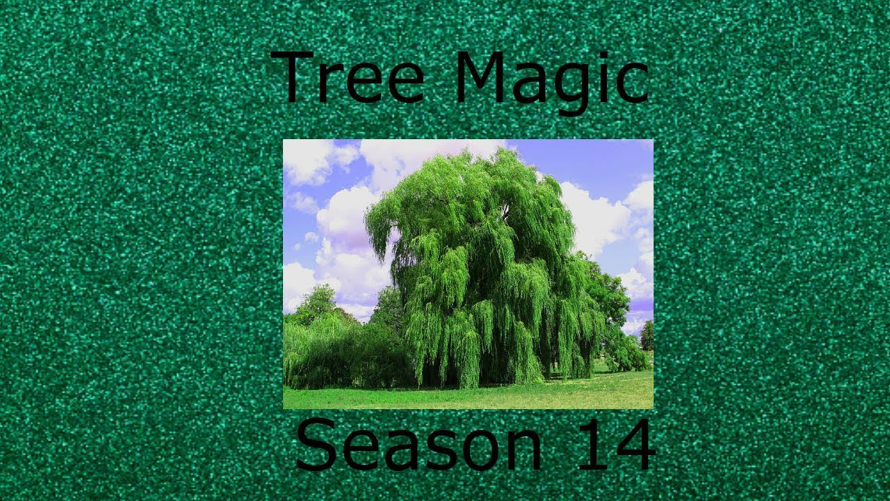 Tree Magic : Season 14 Episode 4 : Lucy!!! Ugh! - YouTube