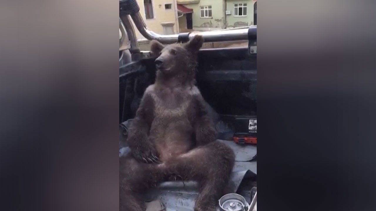 Bear believed to be disoriented from 'mad honey' rescued in Turkey ...
