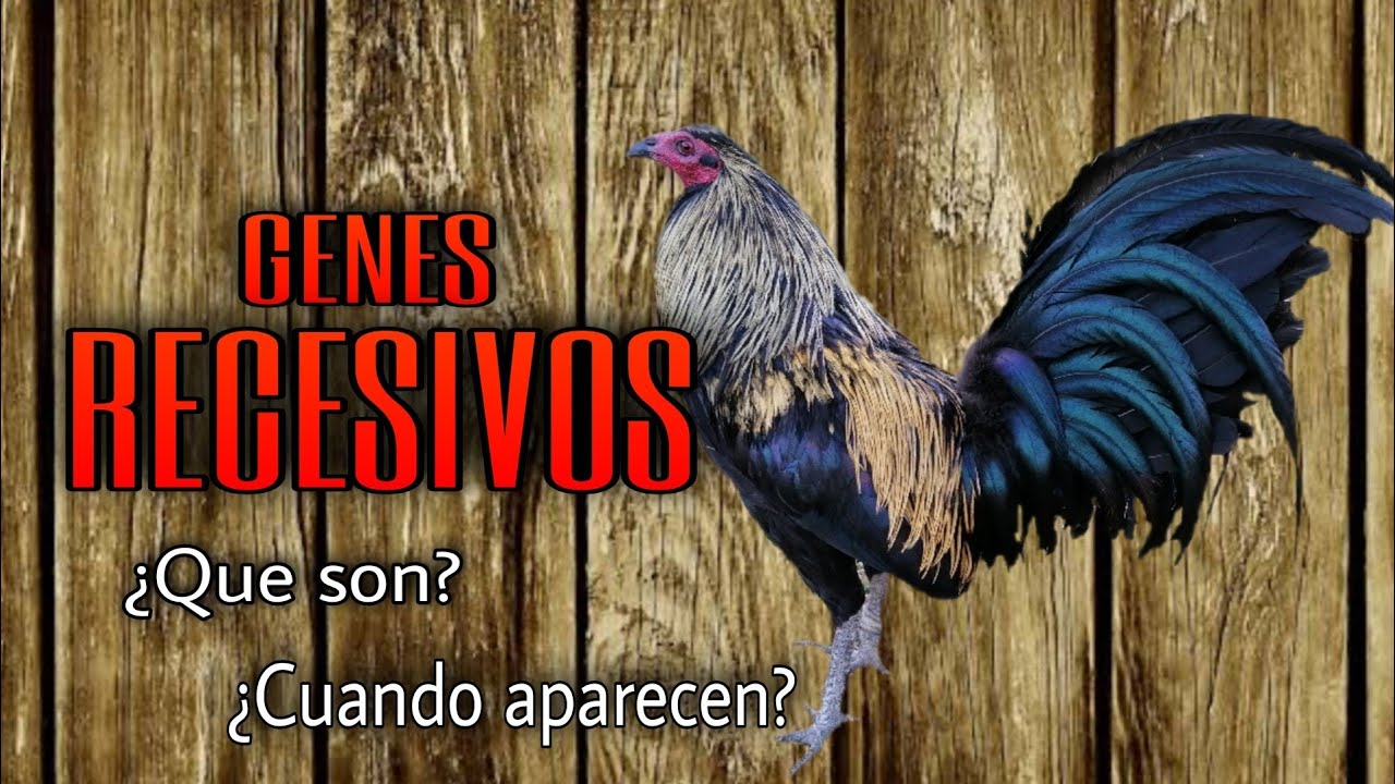 ¿Qué son los GENES RECESIVOS y cuando Aparecen? - Gallos Finos🐓 - YouTube
