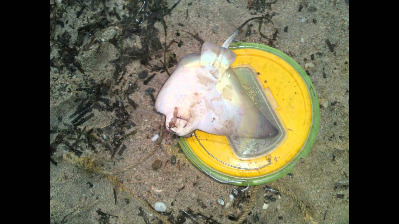 Peche a la Dorade royale-Orata-Mon Best Of 2010 2011.m4v - YouTube