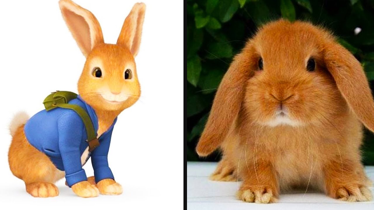 Comparison: Peter Rabbit All Characters in Real Life - YouTube