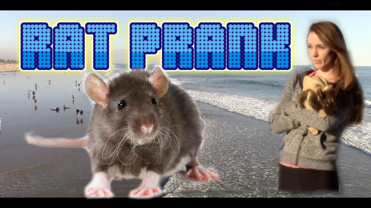 Fake Rat PRANK At The Beach! - YouTube