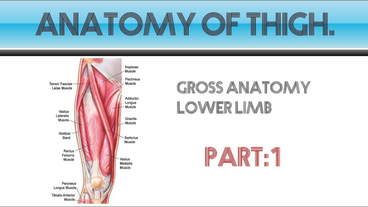 Anatomy Of The Thigh Part 1 YouTube