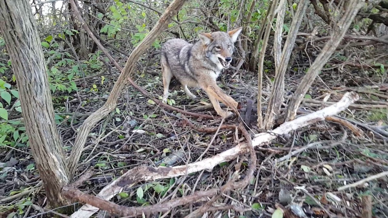 Indiana Coyote Trapping - YouTube