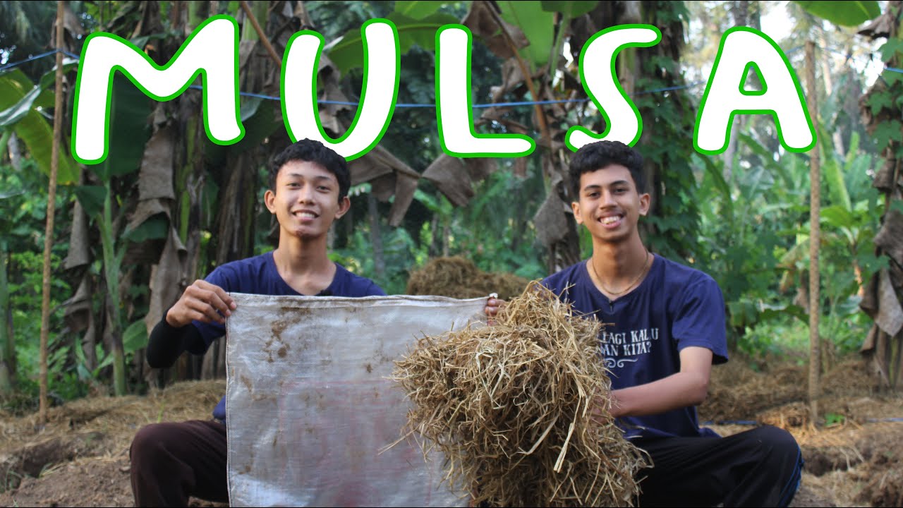 Apa Itu Mulsa ? | Beserta Jenis-Jenisnya! - YouTube