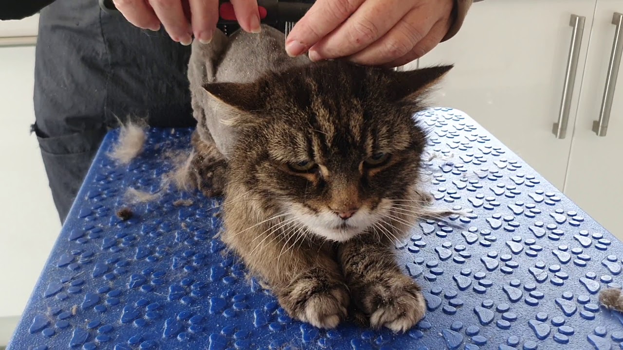 Elderly Matted Cat Being Clipped - YouTube